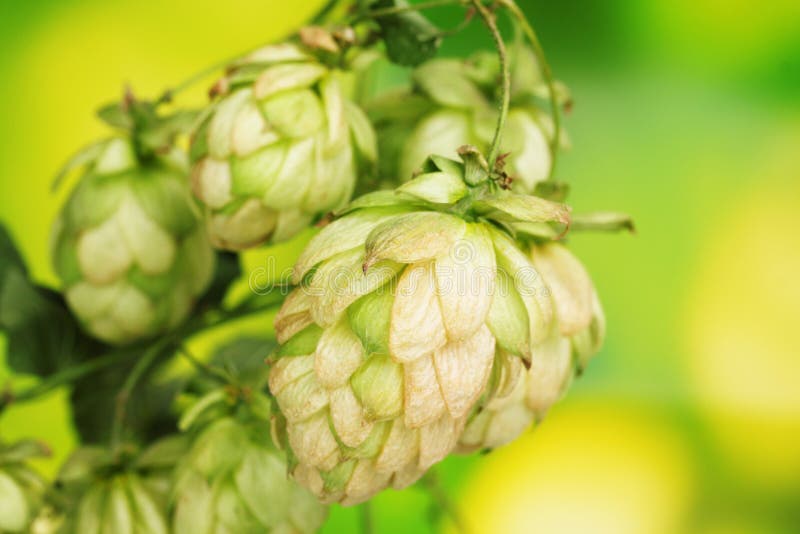 Hops in natural habitat stock image. Image of brewery - 80605699
