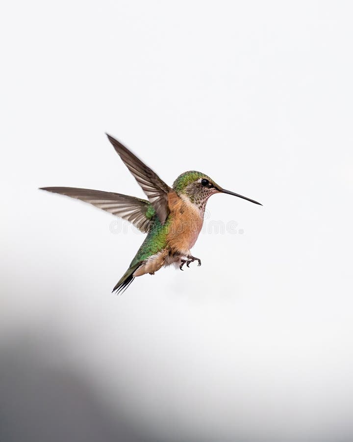 Beautiful Green Hummingbird Flying Clear Sky Stock Photos - Free ...