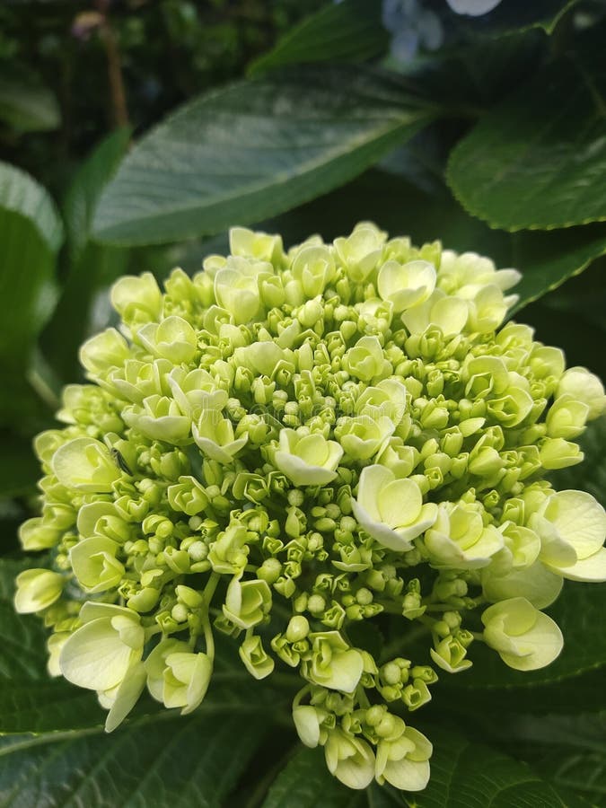 Beautiful Green Hydrangea Flower Stock Photo - Image of green ...
