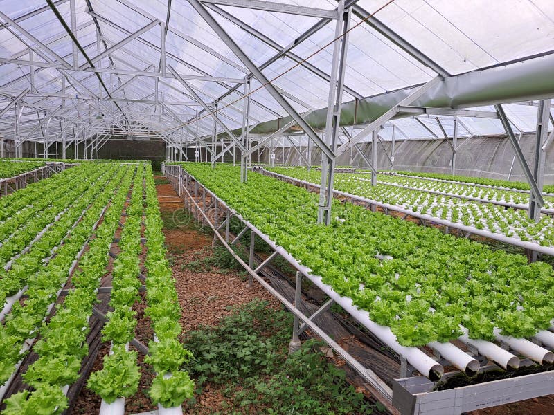 Beautiful Green Hydroponics Farm Stock Photo - Image of food, field ...
