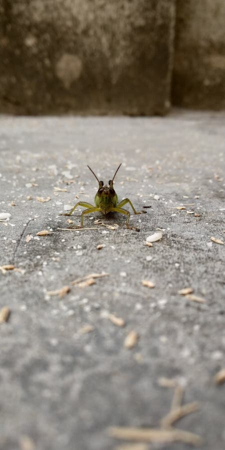 Beautiful Green Insect Front Side Image Stock Image - Image of front ...