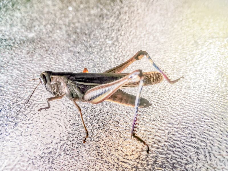 A Beautiful Green Insect on a White Background Stock Image - Image of ...
