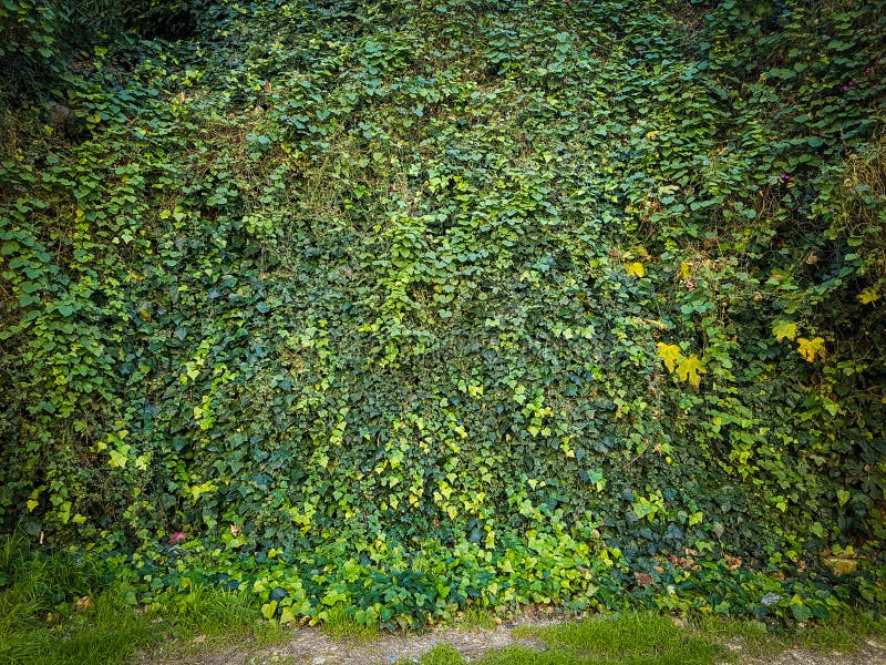 Beautiful Green Ivy Leaves Background Stock Photo - Image of green ...