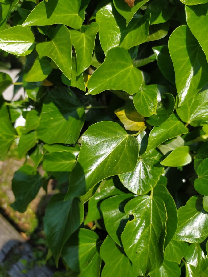 Beautiful Green Ivy in Sunny Weather Stock Photo - Image of green ...