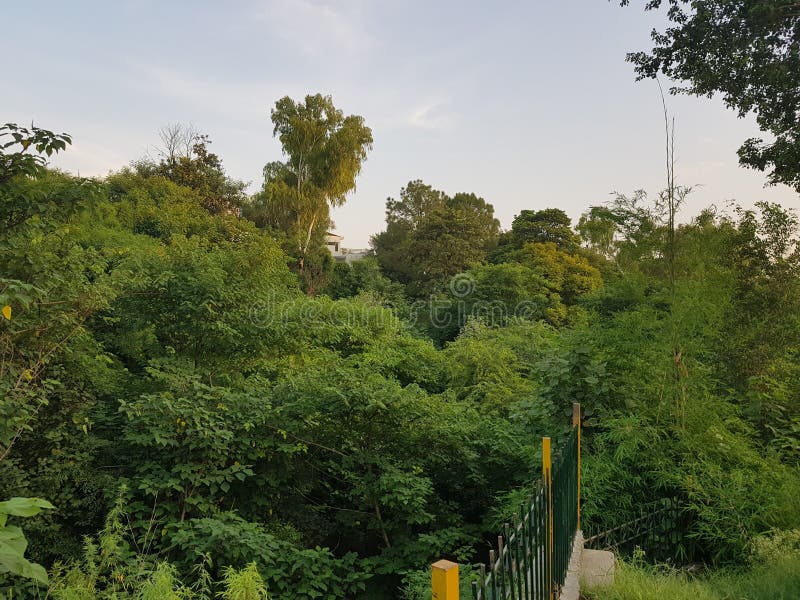 Beautiful green jungle stock photo. Image of plant, plantation - 255414334