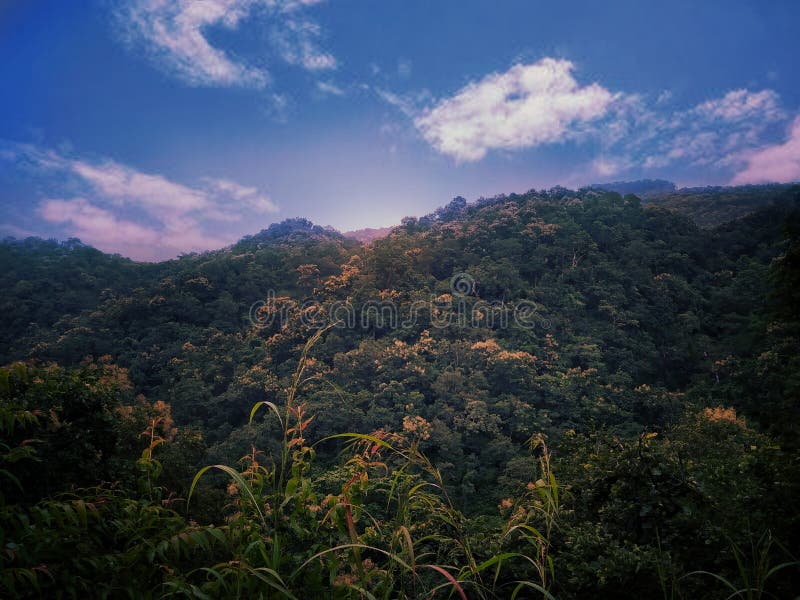 Beautiful Green Jungle with the Sky Landscape Stock Photo - Image of ...