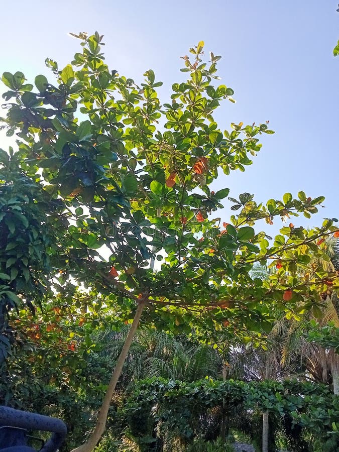 A Ketapang Tree with Night Sky View Stock Image - Image of gazza ...