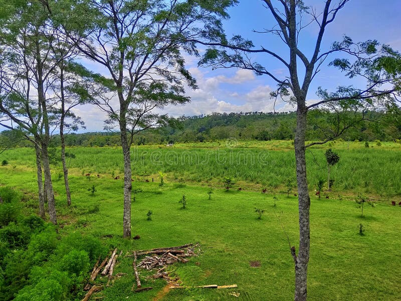 Beautiful Green Land with Trees Stock Image - Image of agriculture ...