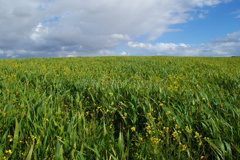 Beautiful Green Landscape with Clouds on the Blue Sky Stock Image ...