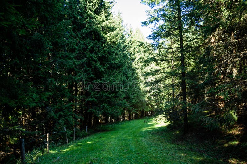 Beautiful Green Landscape and Forest in the Nature Stock Image - Image ...