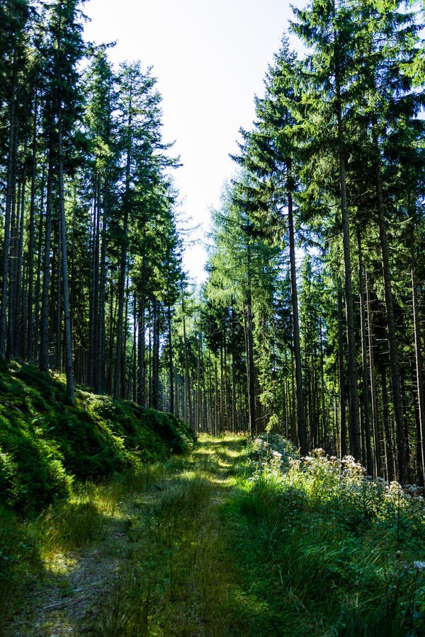 Beautiful Green Landscape and Forest in the Nature Stock Image - Image ...