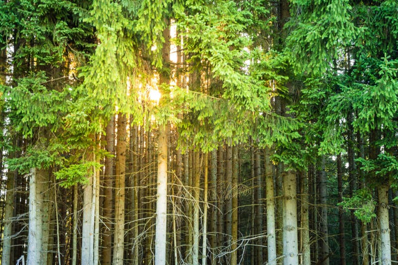 Beautiful Green Landscape and Forest in the Nature Stock Photo - Image ...