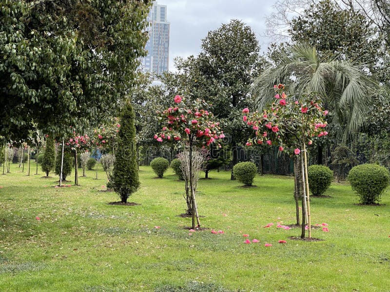 Beautiful Green Landscape of Park, Trees and Grass Stock Image - Image ...