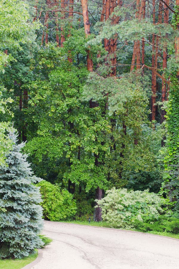 Green Lanscape with Summer Forest Stock Image - Image of scene, season ...