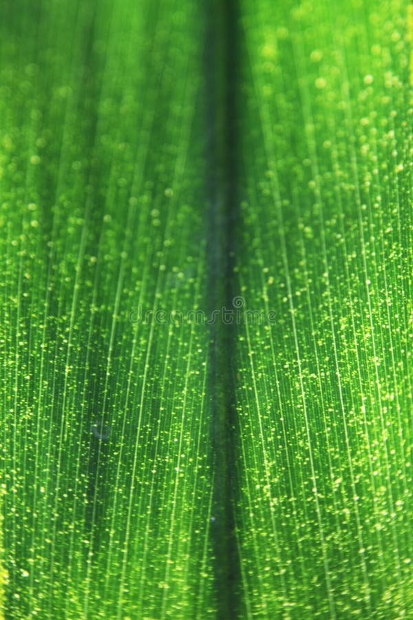 Beautiful green leaf stock photo. Image of beauty, natural - 16191152