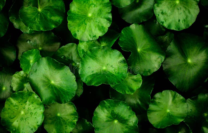 Beautiful Green Leaf Background. Stock Image - Image of growth ...