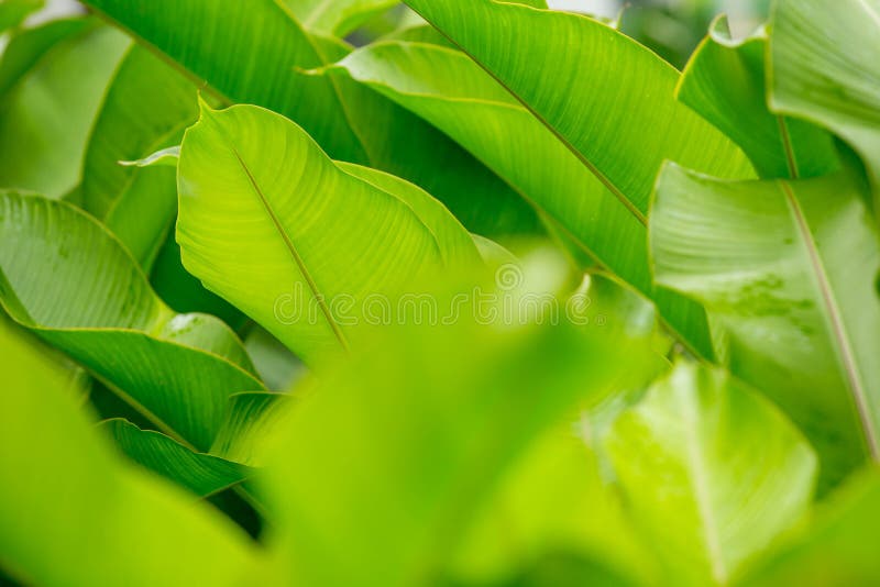 Beautiful of Green Leaf Background Stock Photo - Image of plant ...