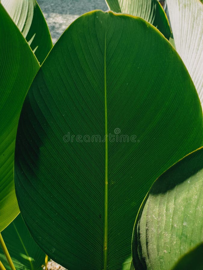Beautiful Green Leaf for Background. Dark Green Foliage of a Plant ...