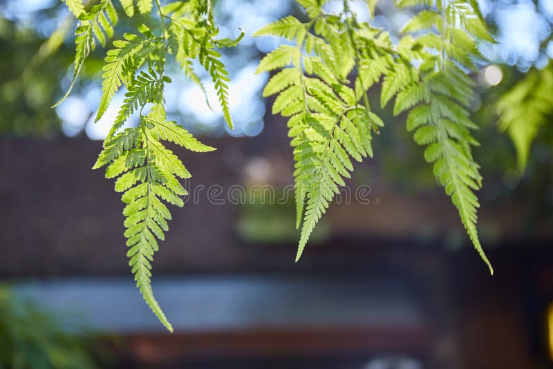 Beautiful Leaf Background with Sunlight Stock Image - Image of botany ...