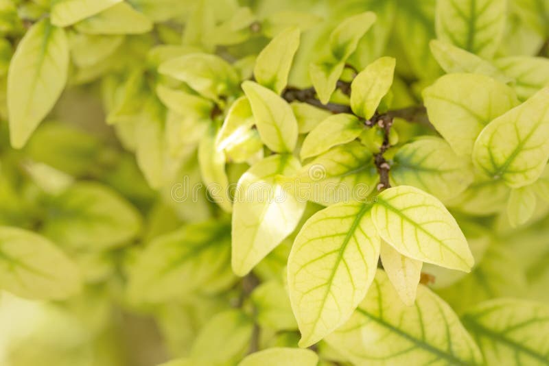 Beautiful Green Leaf on Blurred Greenery Background in Garden. Soft ...