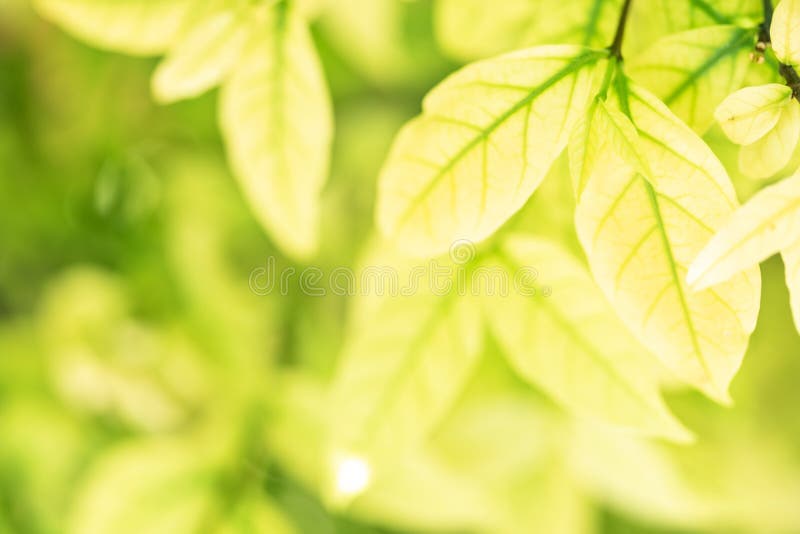 Beautiful Green Leaf on Blurred Greenery Background in Garden. Soft ...