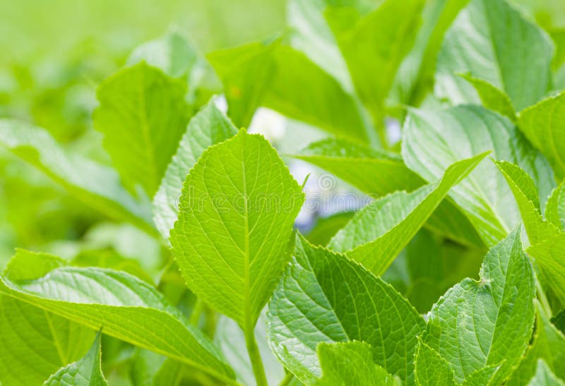 Beautiful green leaf bush stock photo. Image of fresh - 55231968