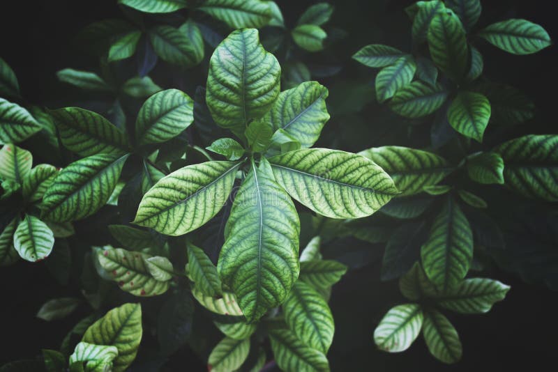 Beautiful green leaf bush stock image. Image of clean - 79906903