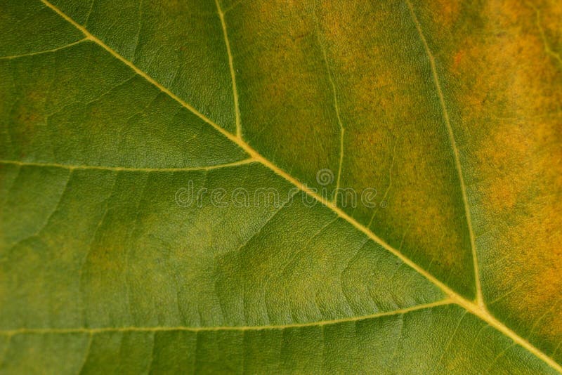 Beautiful Green Leaf Close Up Stock Photo - Image of colours ...