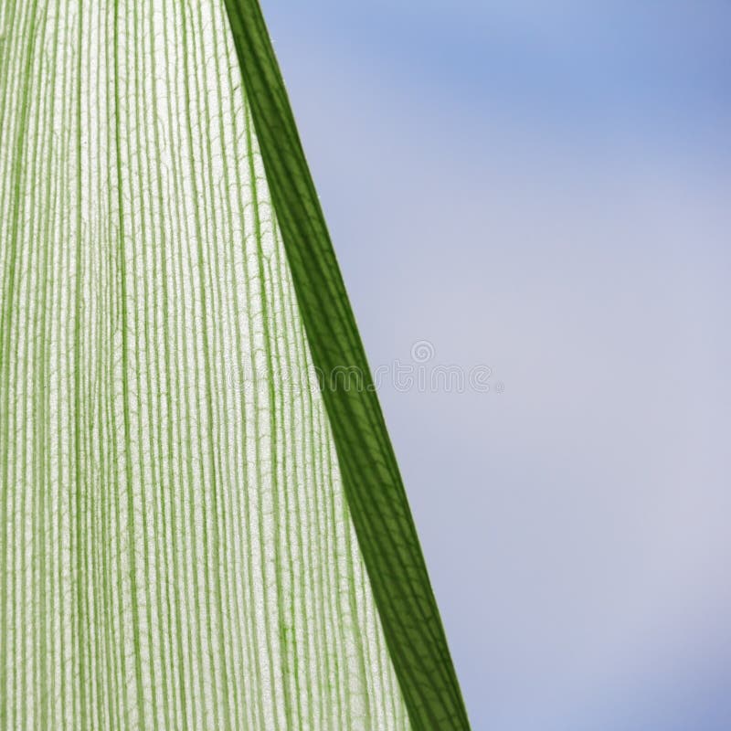 Beautiful Green Leaf of Corn Stock Image - Image of fresh, botany ...