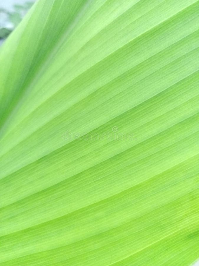Beautiful Green Leaf Day Time Stock Photo - Image of plant, lawn: 227715936