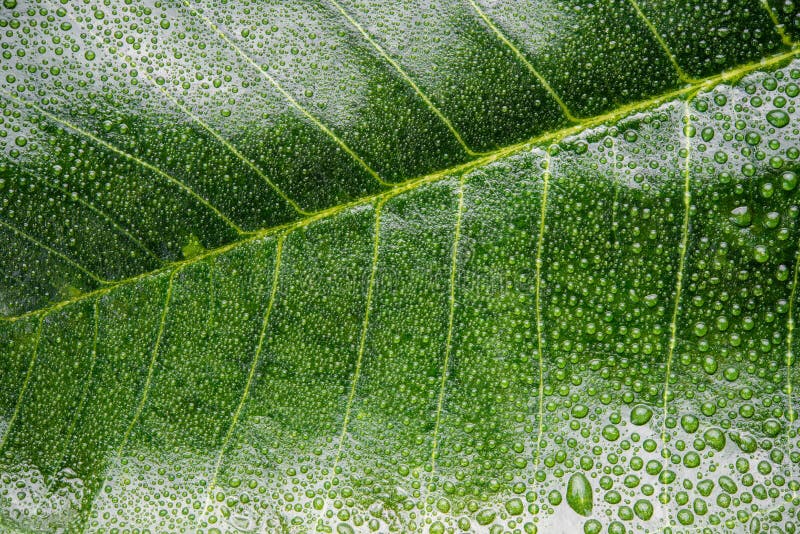 Beautiful Green Leaf with Drops Stock Image - Image of nature, pearl ...
