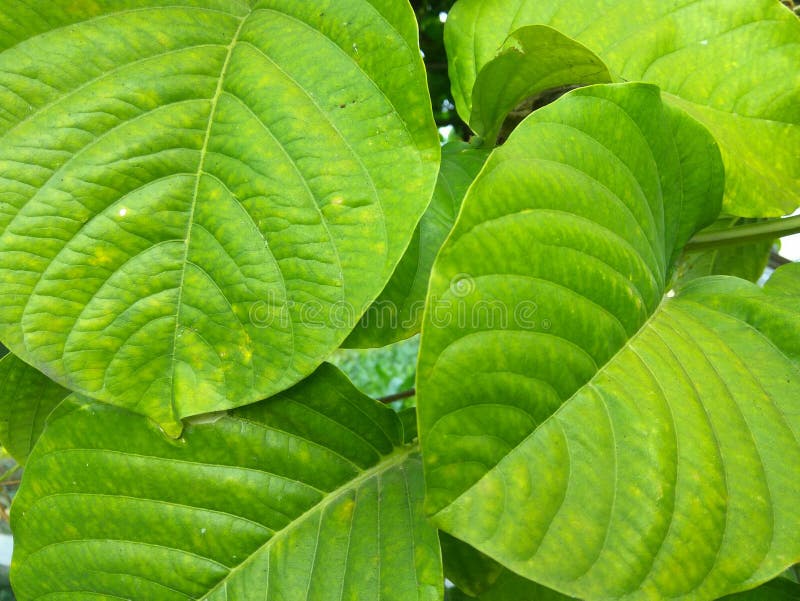 Greenleaf stock photo. Image of leaf, beautiful, field - 100039826