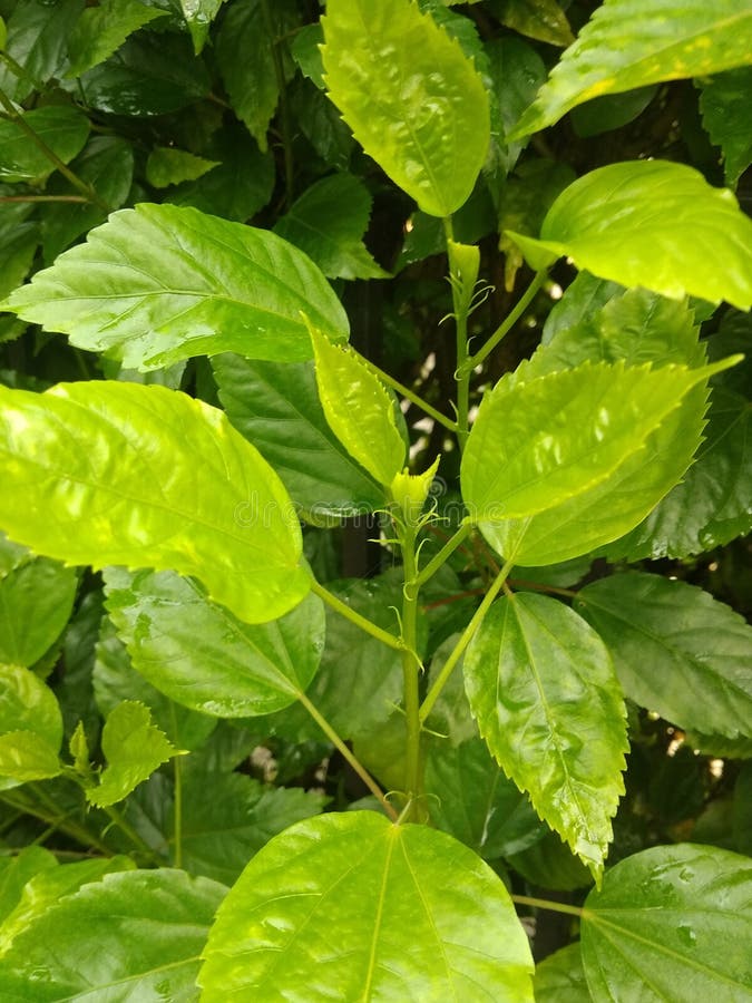 Beautiful Green Leaf in the Nature, Beautiful Wallpapers with Green ...