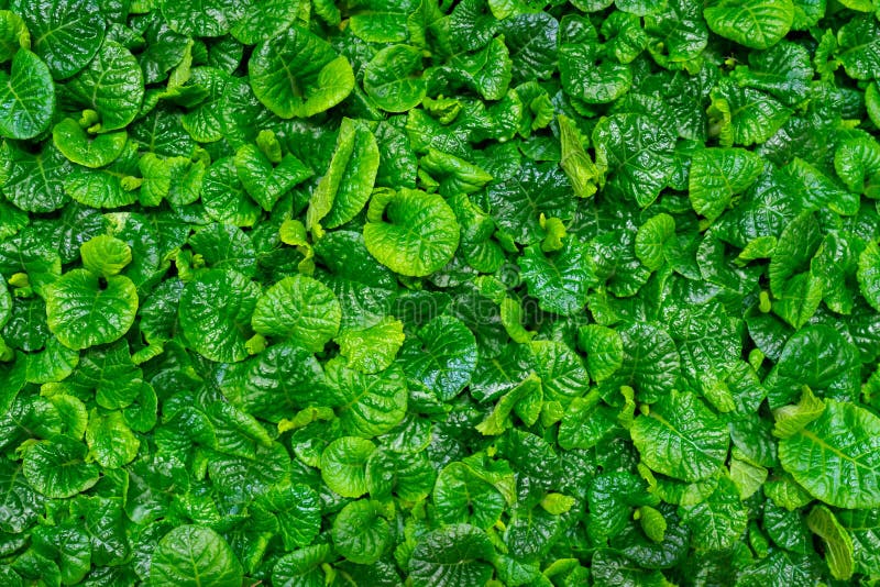 Beautiful Green Leaf Pattern. Natural Background Stock Image - Image of ...