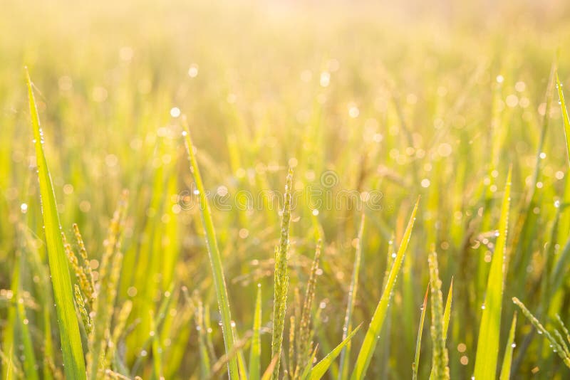 A Beautiful Green Leaf of Rice or Young Rice. Stock Photo - Image of ...