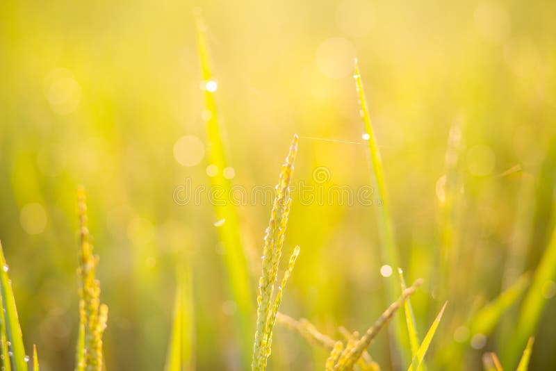 A Beautiful Green Leaf of Rice or Young Rice. Stock Photo - Image of ...