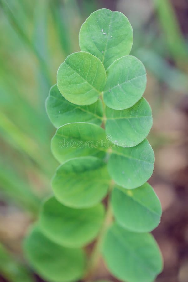 Beautiful green leaf stock image. Image of background - 146961579