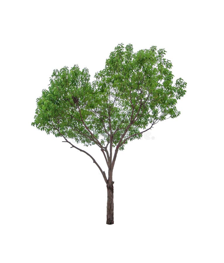 Beautiful Green Leaf Single Tree Isolated on a White Background Stock ...