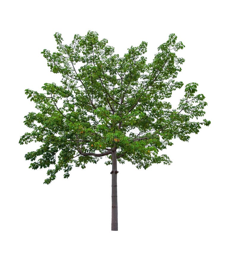 Single Tree Isolated on White Background with Clipping Path Stock Image ...