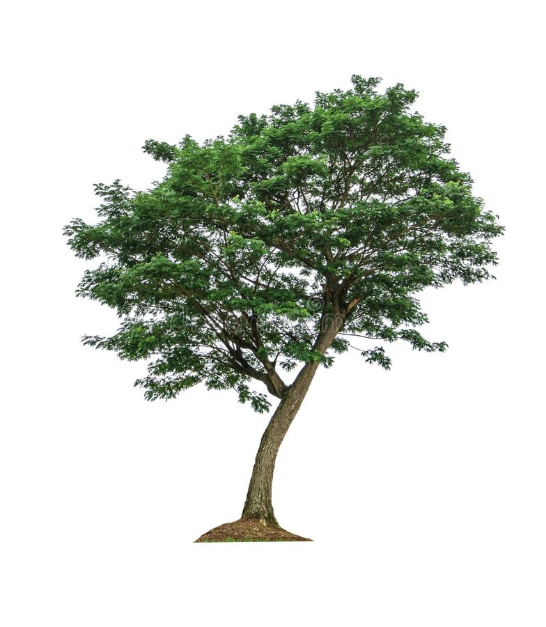 Single Tree Isolated on White Background with Clipping Path Stock Image ...