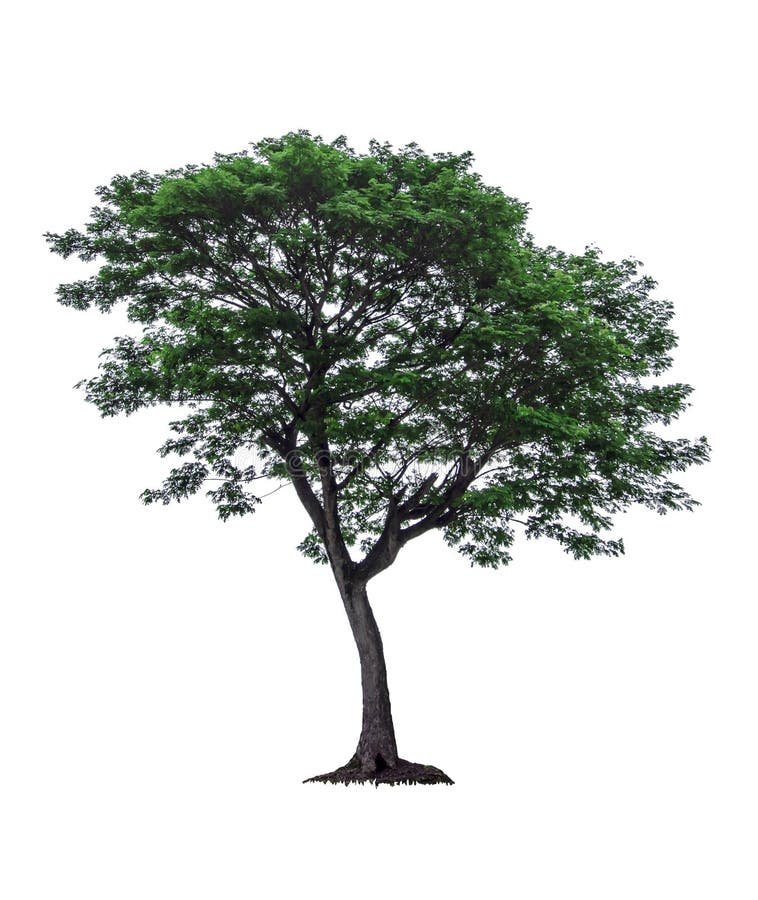Single Tree Isolated on White Background with Clipping Path Stock Image ...