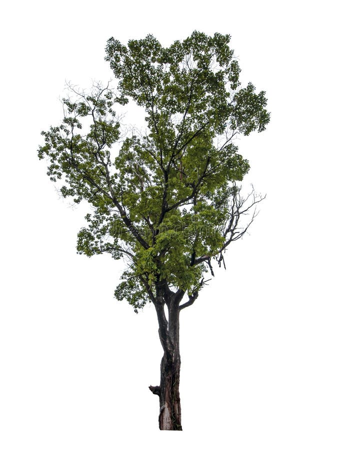 Single Tree Isolated on White Background with Clipping Path Stock Image ...