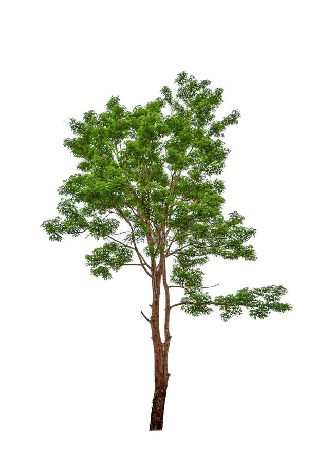 Single Tree Isolated on White Background with Clipping Path Stock Image ...