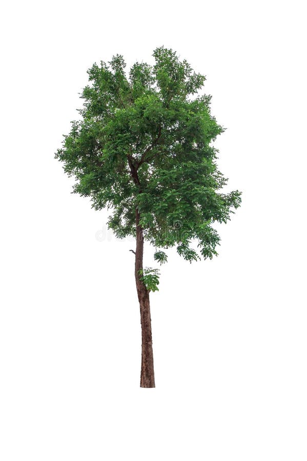 Single Tree Isolated on White Background with Clipping Path Stock Image ...