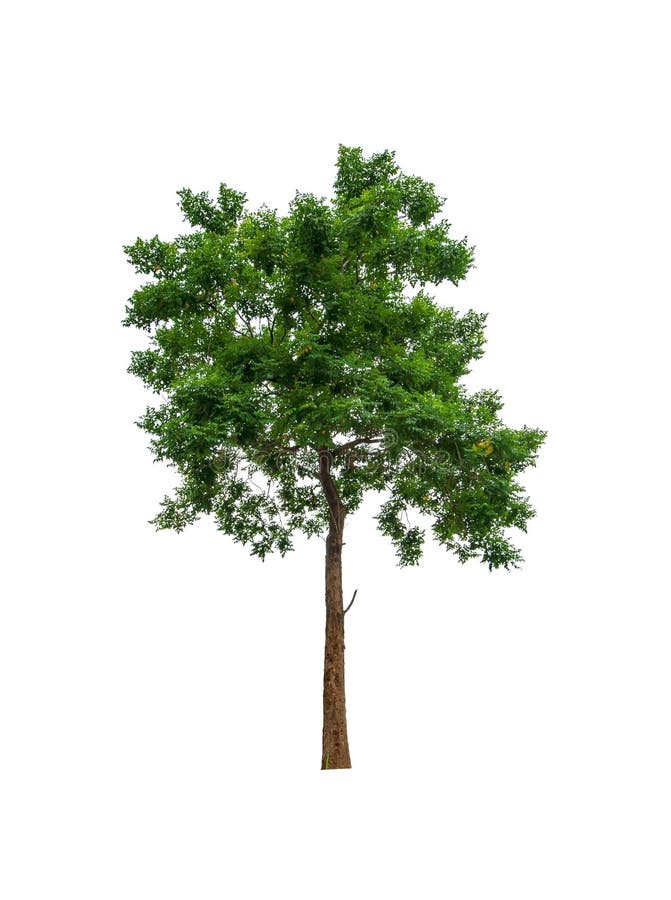 Single Tree Isolated on White Background with Clipping Path Stock Image ...