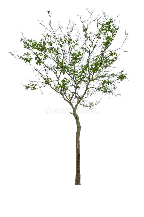 Single Tree Isolated on White Background with Clipping Path Stock Image ...