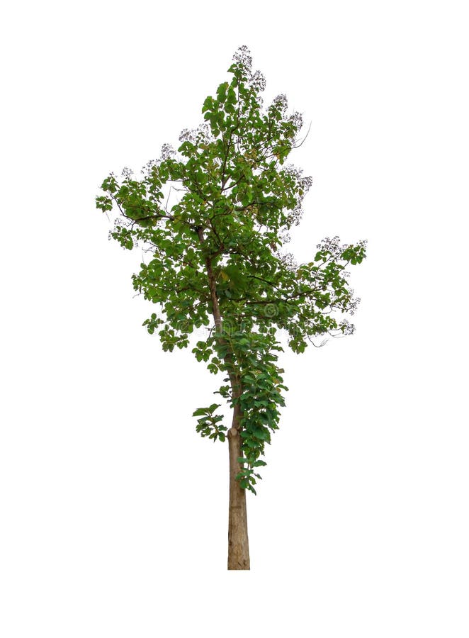 Single Tree Isolated on White Background with Clipping Path Stock Image ...