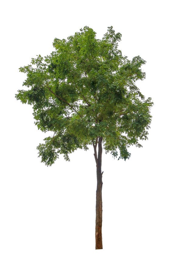 Single Tree Isolated on White Background with Clipping Path Stock Image ...