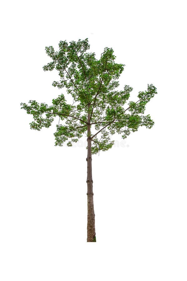 Single Tree Isolated on White Background with Clipping Path Stock Image ...