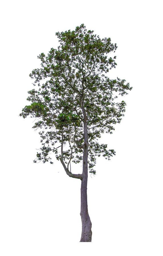 Single Tree Isolated on White Background with Clipping Path Stock Image ...